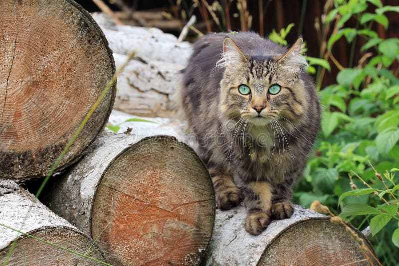 A Pretty Norwegian Forest Cat Stock Photo - Image of wildcat, fire ...