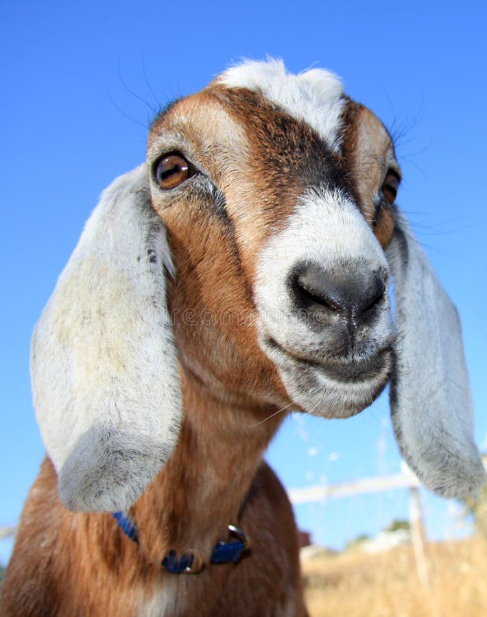 Pretty Nubian Goat stock image. Image of baby, young, country - 5274749