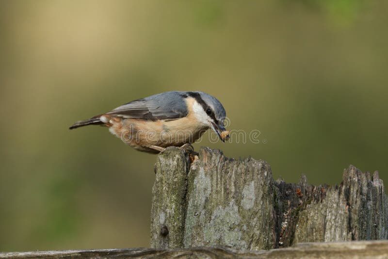 A Beautiful Nuthatch, Sitta Europaea, Perching on a Tree Stump in a ...