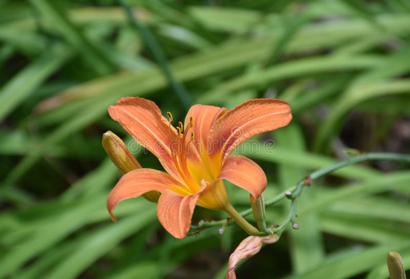 Pretty Orange Flowering Daylilies in a Spring Bulb Garden Stock Photo ...
