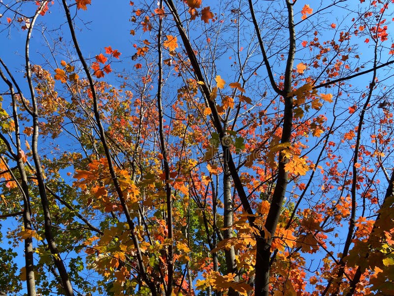 Pretty Orange Leaves and Blue Sky in October Stock Image - Image of ...