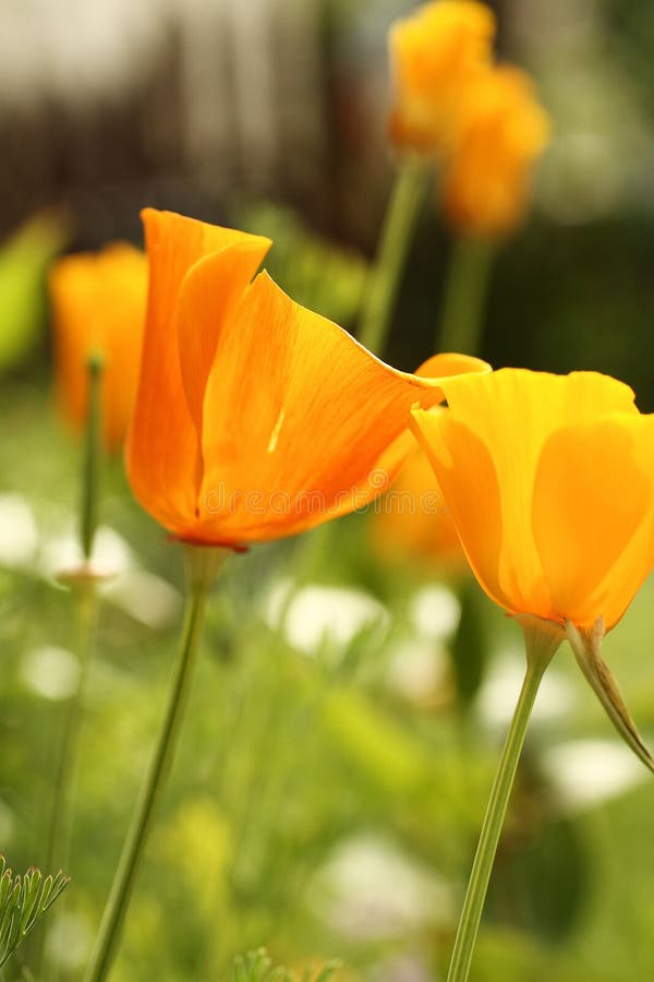 Pretty orange poppies stock photo. Image of flowers, bloom - 20972788