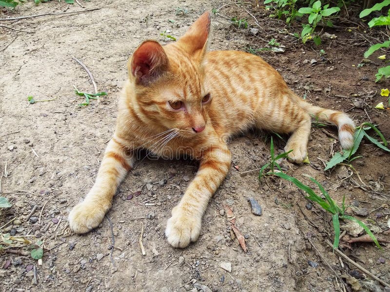A Pretty Orange Tabby Cat Lying Down on the Ground in Garden. Stock ...