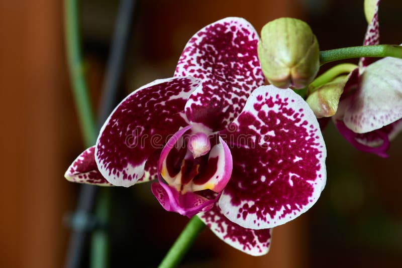 A pretty orchid stock photo. Image of grow, beautiful - 181559798