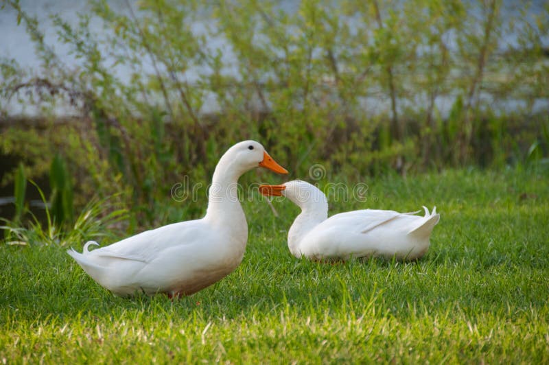 Pretty Pair of Geese stock photo. Image of goose, geese - 14938892