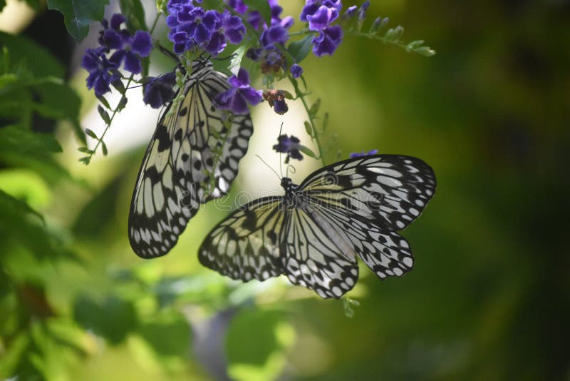 Pretty Pair of White Tree Nymph Butterflies in Nature Stock Photo ...