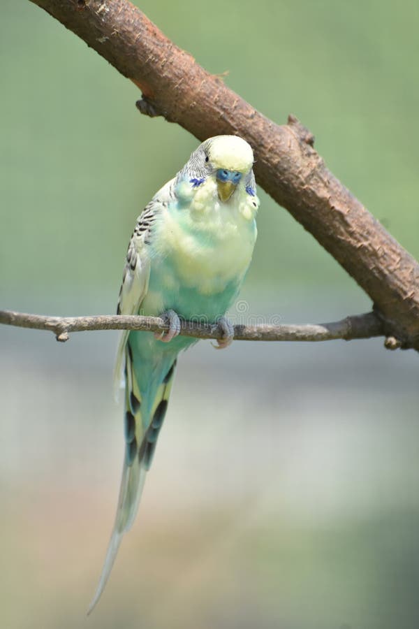 Pretty Pale Colored Shell Parakeet on a Tree Branch Stock Photo - Image ...