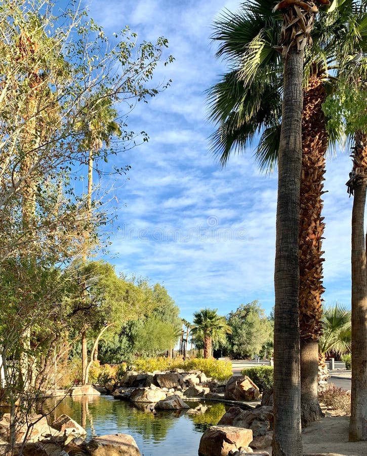 Pretty Palm Trees and a Pond Stock Image - Image of pretty, style ...