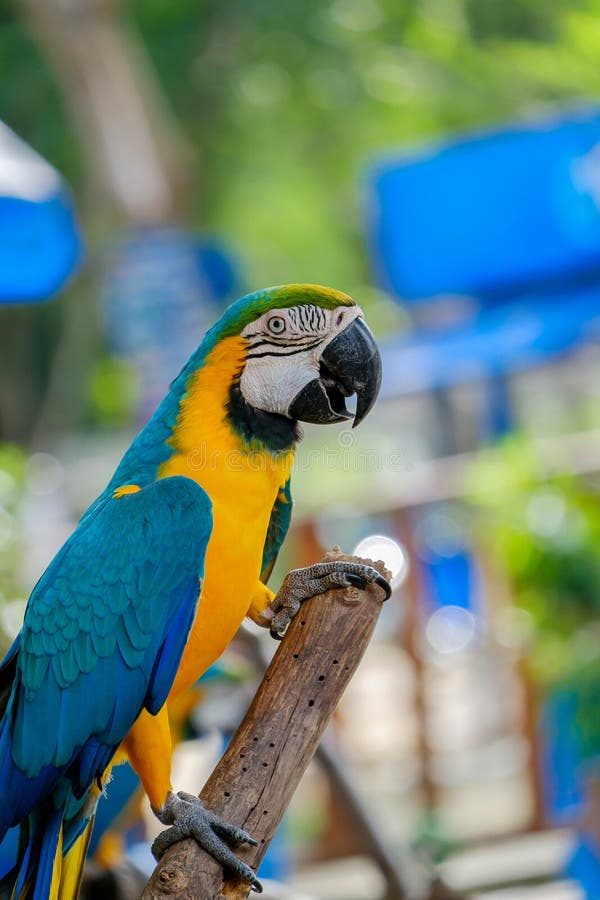 The pretty parrot. stock image. Image of garrulous, cute - 81324931