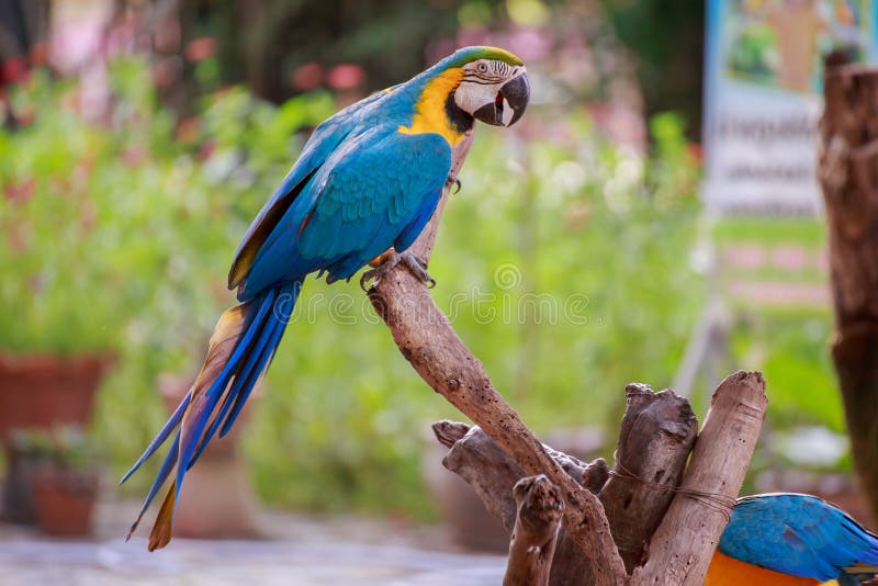 The pretty parrot. stock image. Image of loquacious, color - 83142683