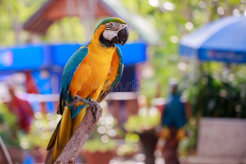 The pretty parrot. stock photo. Image of blur, cute, beauty - 85469290