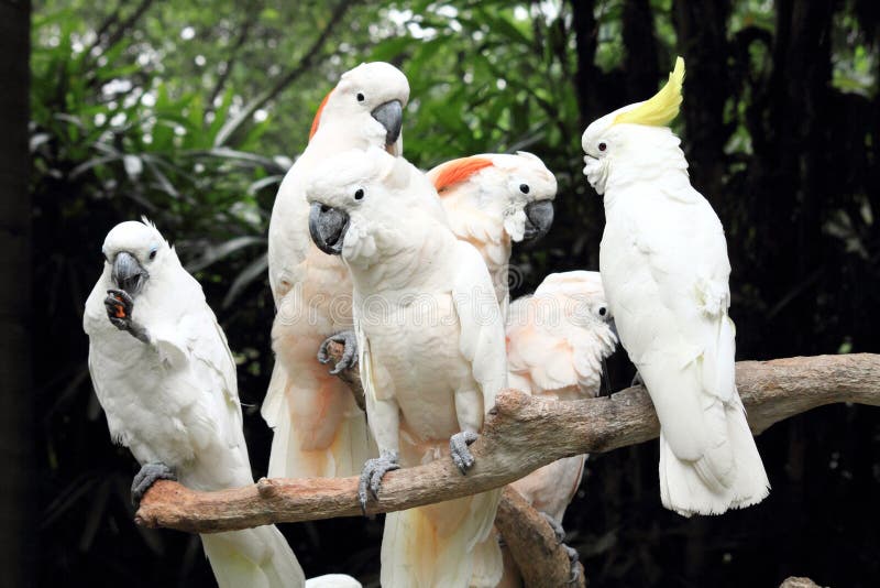 Pretty parrots stock image. Image of park, bird, poultry - 33471295
