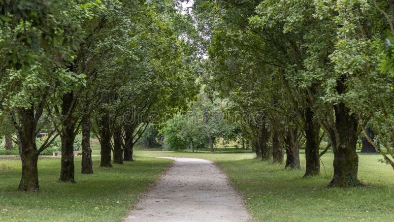 Pretty Path, Lined with Large Green Trees Stock Image - Image of direct ...