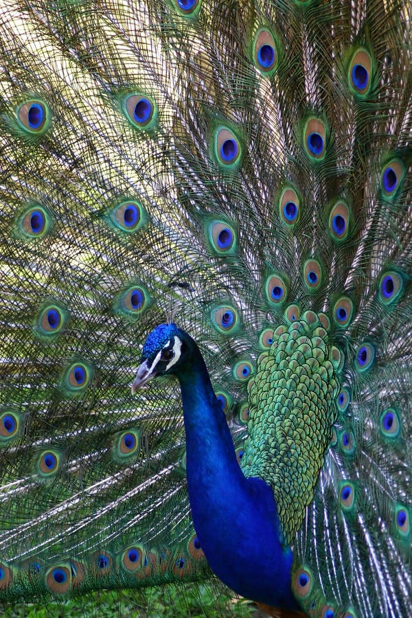 Pretty Peacock stock image. Image of peacock, blue, elegance - 13923