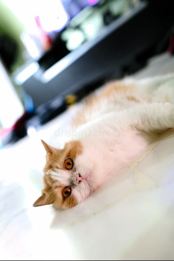 Cat lazing around stock photo. Image of white, hand - 267468906