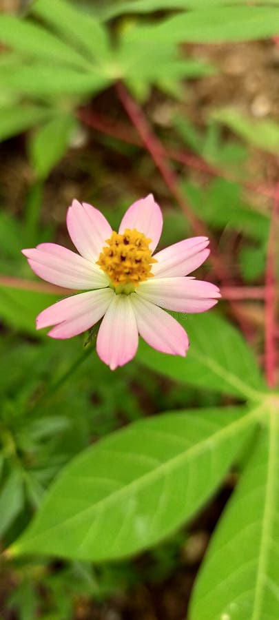 A Pretty Picture of a Delicate Little Flower Stock Photo - Image of ...