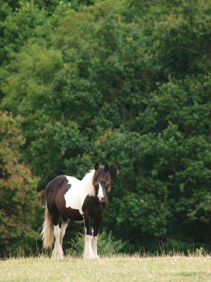Pretty Piebald Pony stock photo. Image of animal, field - 210766258