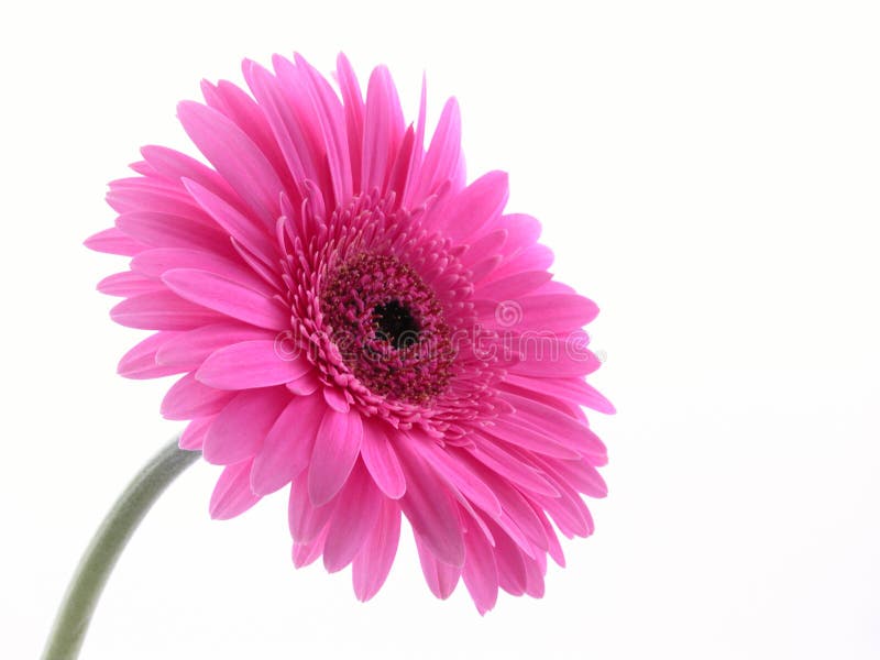 Pretty in pink stock image. Image of flowers, spring, pretty - 1058793