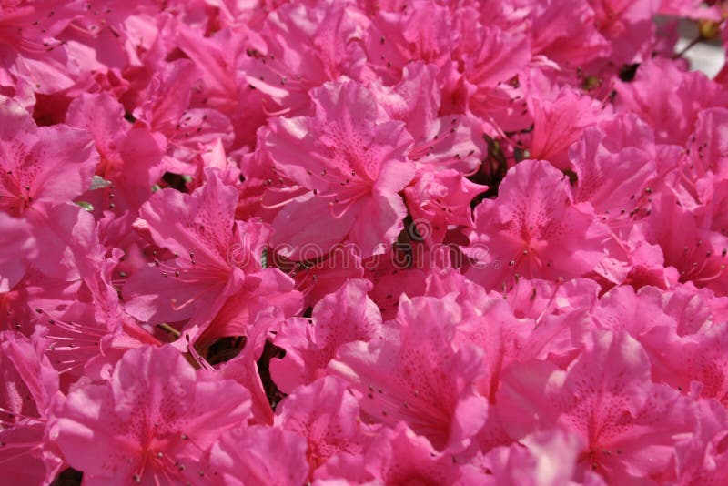 Pretty in pink stock image. Image of tropical, group, sunny - 317951