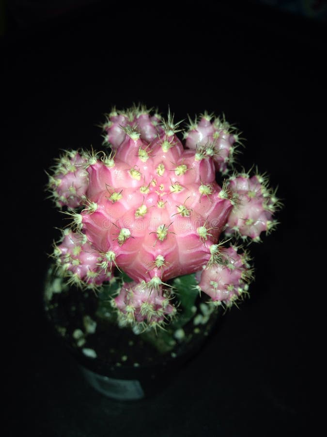 Pretty pink cactus! stock photo. Image of cactus, pretty - 43644778