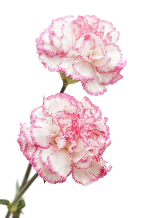 Pretty Pink and Yellow Carnation Isolated Stock Image - Image of ...