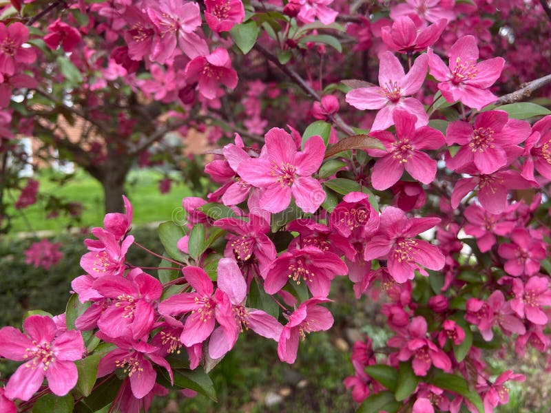 Pretty Pink Cherry Blossoms in Spring in April Stock Image - Image of ...