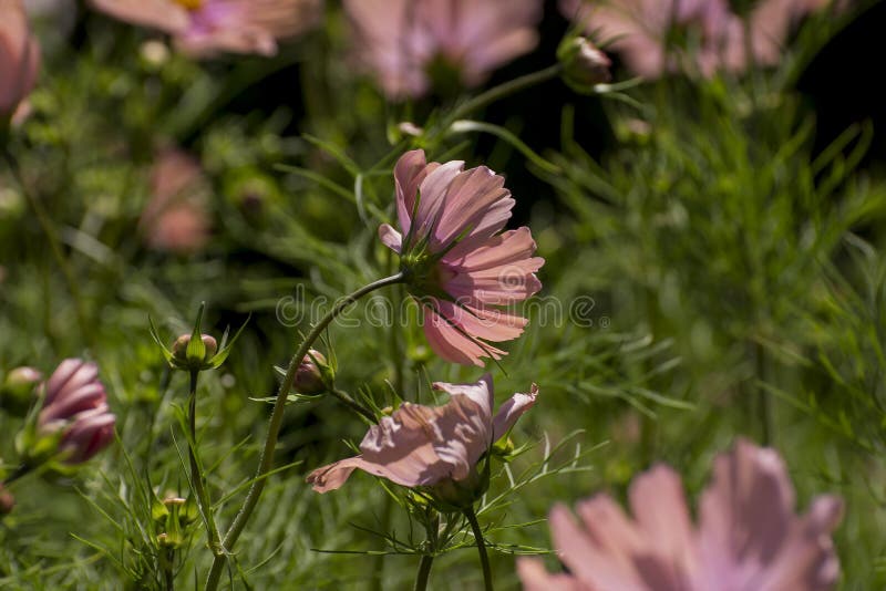 A Pretty Pink Cosmos Flower Peony Cosmos Stock Image - Image of space ...