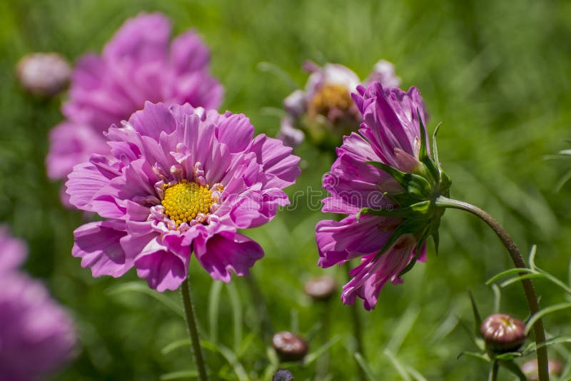 A Pretty Pink Cosmos Flower Peony Cosmos Stock Image - Image of flower ...