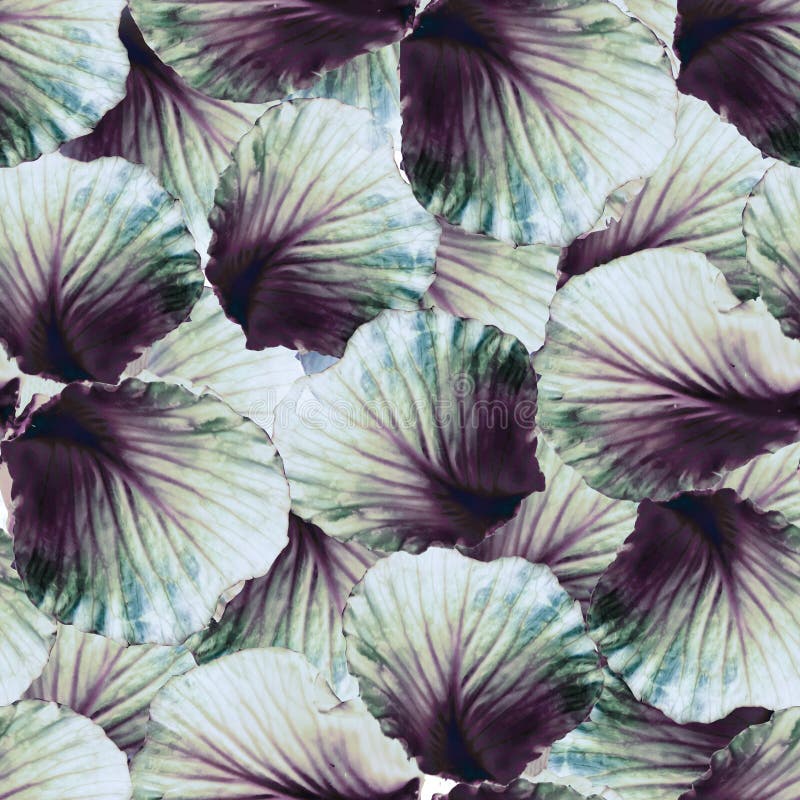 Pretty Pink and Cream Colored Cabbage Leaves Seamless Pattern Stock ...