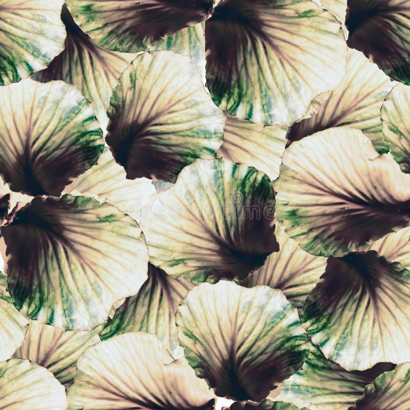 Pretty Pink and Cream Colored Cabbage Leaves Seamless Pattern Stock ...