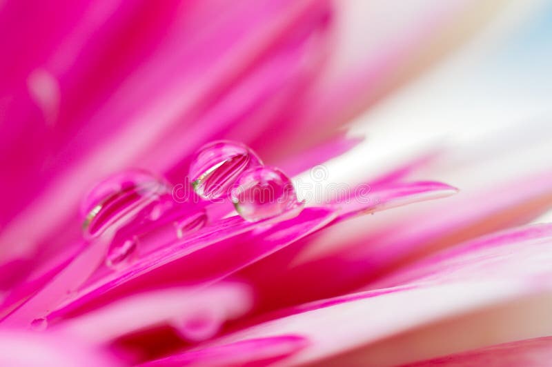 Pretty Pink Daisy Colors in Water Drops Stock Image - Image of meadow ...