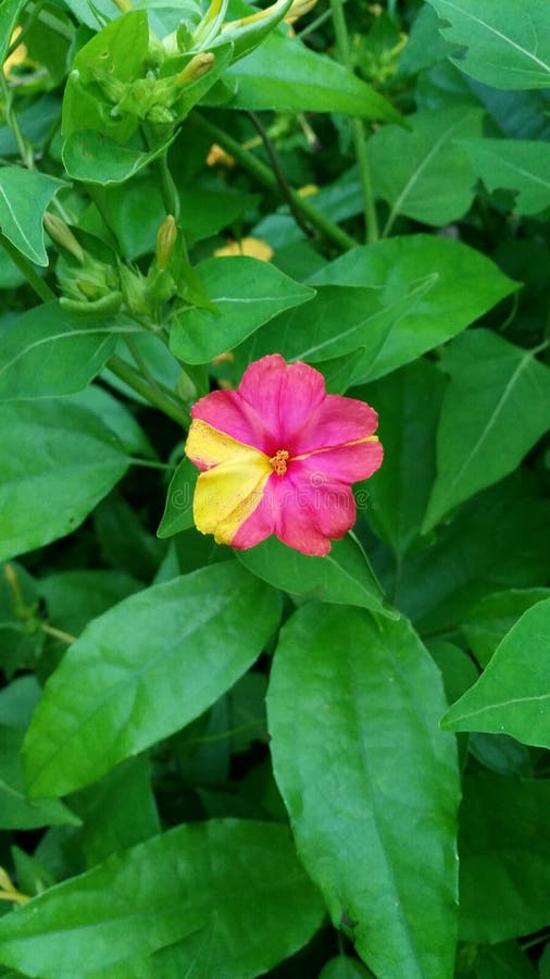 Pretty pink flowe stock image. Image of pretty, flowe - 43291033