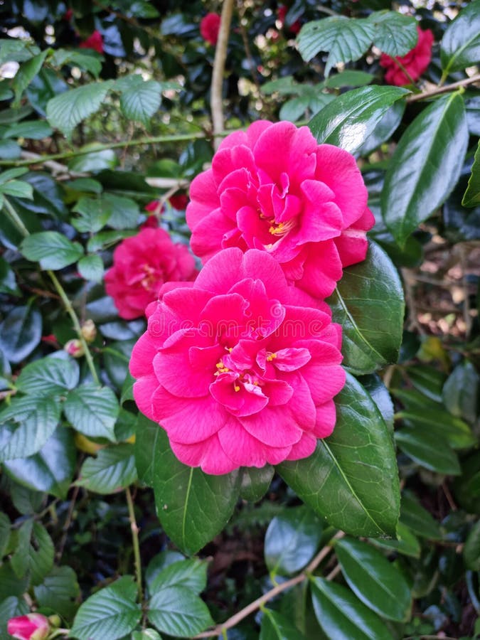 Pretty pink flower stock photo. Image of rose, blossom - 255533786