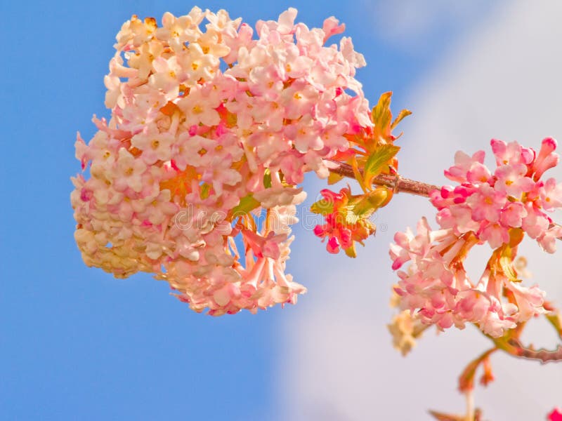 Pretty Pink Flower with the Blue Sky Stock Image - Image of copy ...