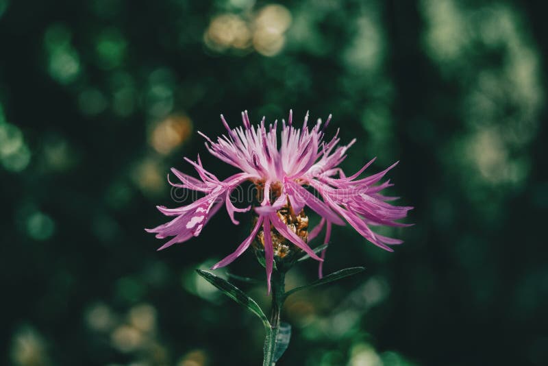 Pretty Pink Flower of Centaurea Seen Up Close Stock Image - Image of ...