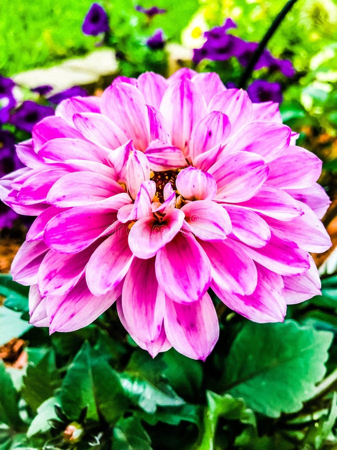 Pretty in Pink stock photo. Image of color, pink, pretty - 152042230