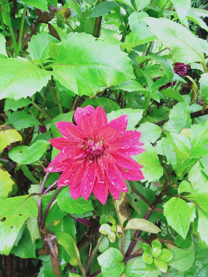Pretty Pink Flower in Greenery Stock Image - Image of pink, flower ...