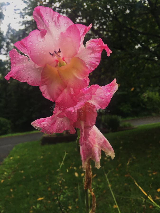 Pink Common Corn-Flag Flower Stock Photo - Image of summertime, leaves ...
