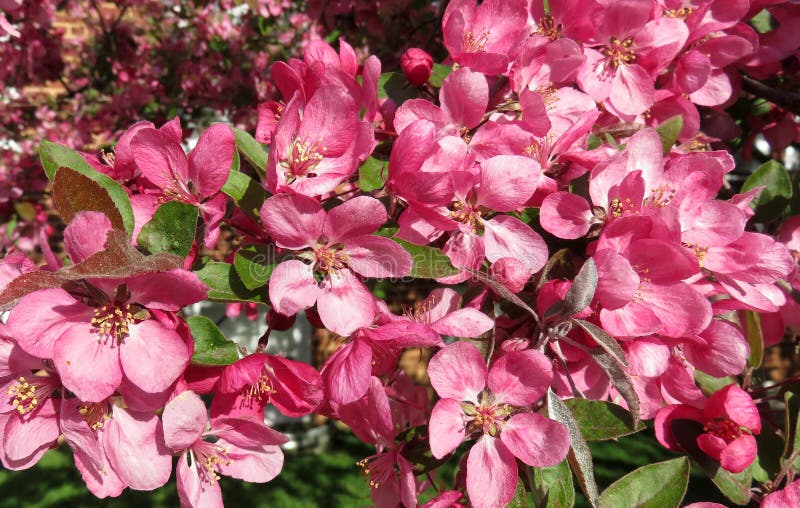 Pretty Pink Flowers in April Stock Image - Image of stamen, sunlit ...