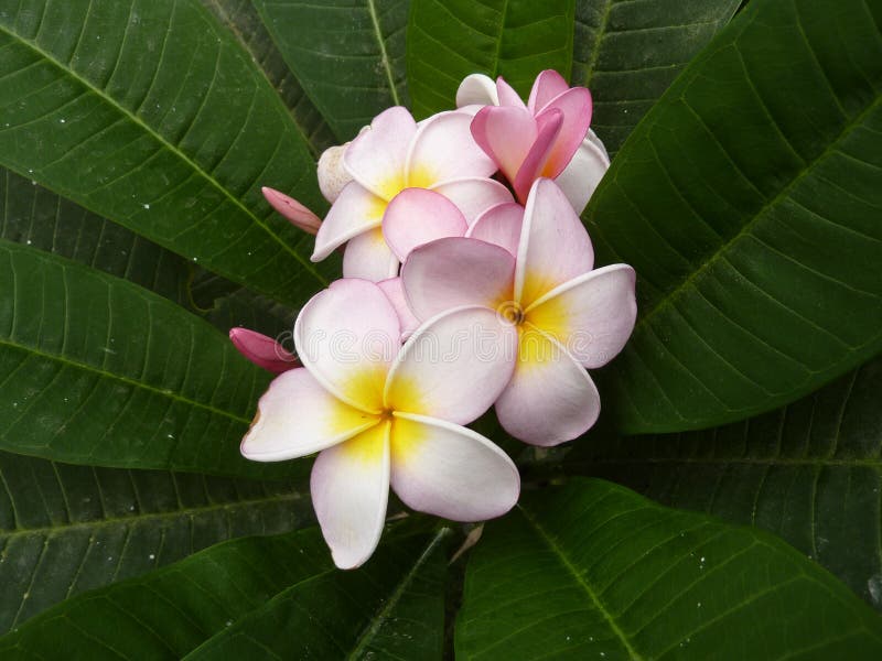 Pretty pink flowers stock photo. Image of pretty, flora - 71217668