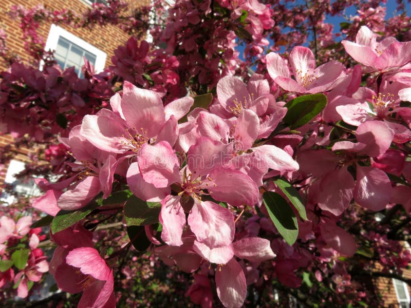 Pretty Pink Flowers of Spring in April Stock Photo - Image of flowers ...