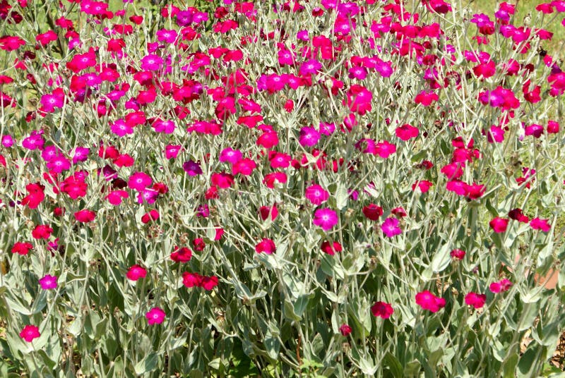 Pretty in pink stock photo. Image of spring, pink, flowers - 44293526