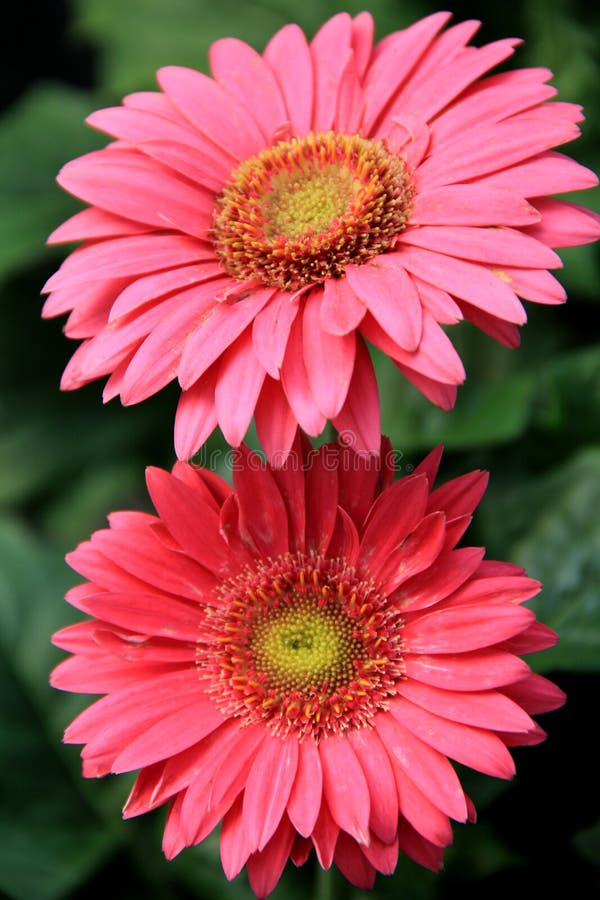 Pretty Pink Gerbera Daisies Stock Photo - Image of blossom, backdrop ...