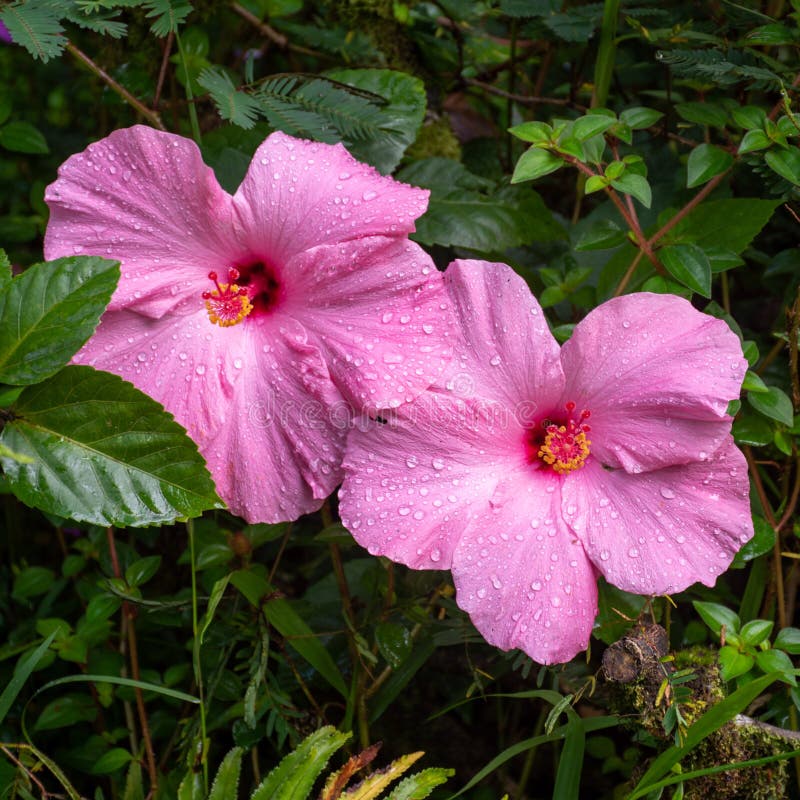 Pretty Pink Hibiscus Flower Stock Photo - Image of shrub, pink: 359836172