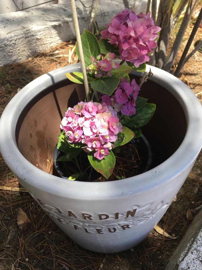 Pretty Pink Hydrangeas stock image. Image of pink, spring - 116042063