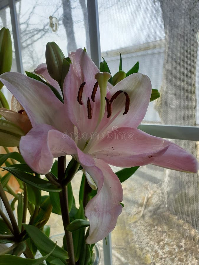 Pretty pink lily stock image. Image of flower, gift - 191349531