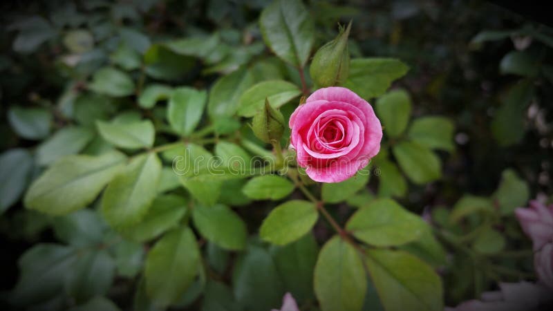 A pretty pink mini rose stock image. Image of gift, bush - 126916895