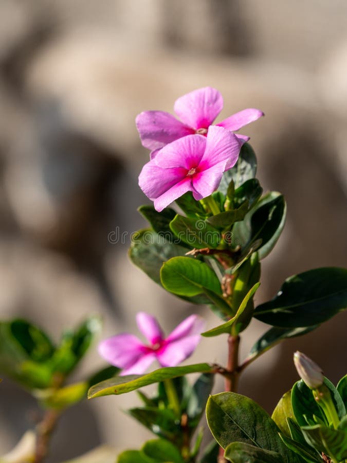 Pretty Pink Periwinkle Flowers in Garden Stock Photo - Image of ...