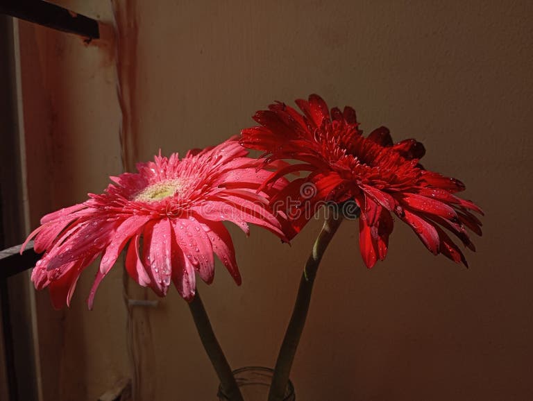 761,023 Pretty Pink Rochester Stock Photos - Free & Royalty-Free Stock ...