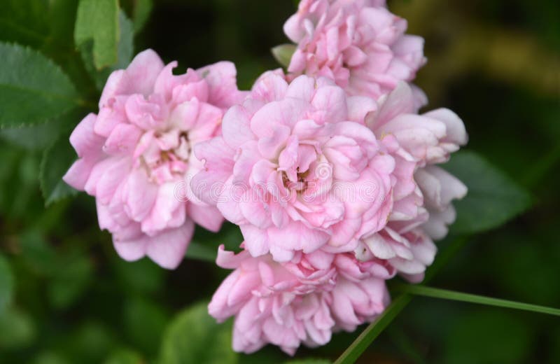 Pretty Pink Rose Bush with Blooming Pink Roses Stock Image - Image of ...